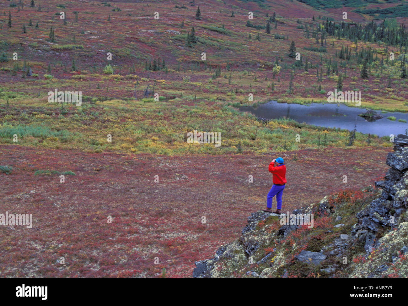 Fall Colors in Denali National Park Alaska Stock Photo - Alamy