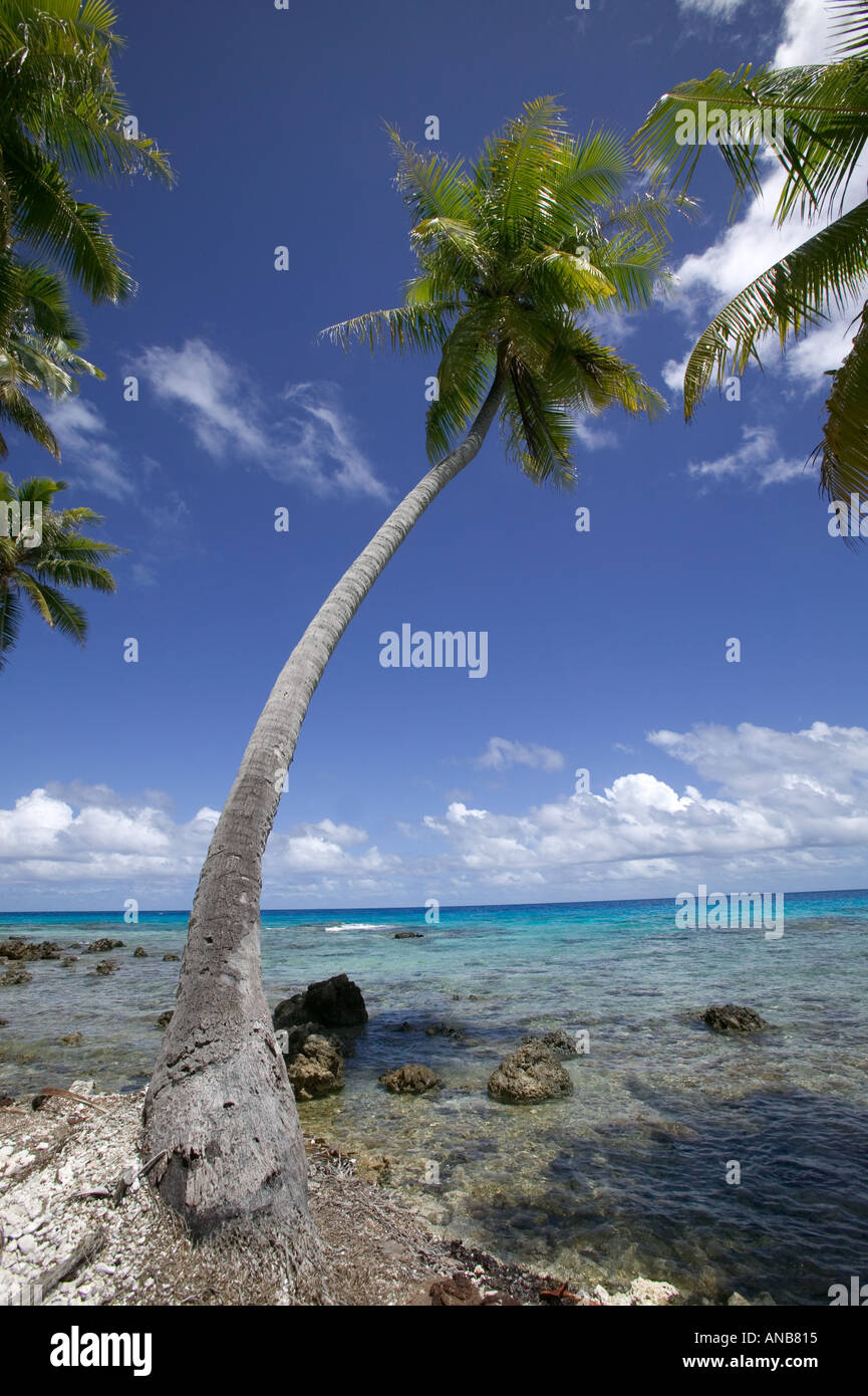 Palm trees and waterfront Rangiroa French Polynesia Stock Photo - Alamy