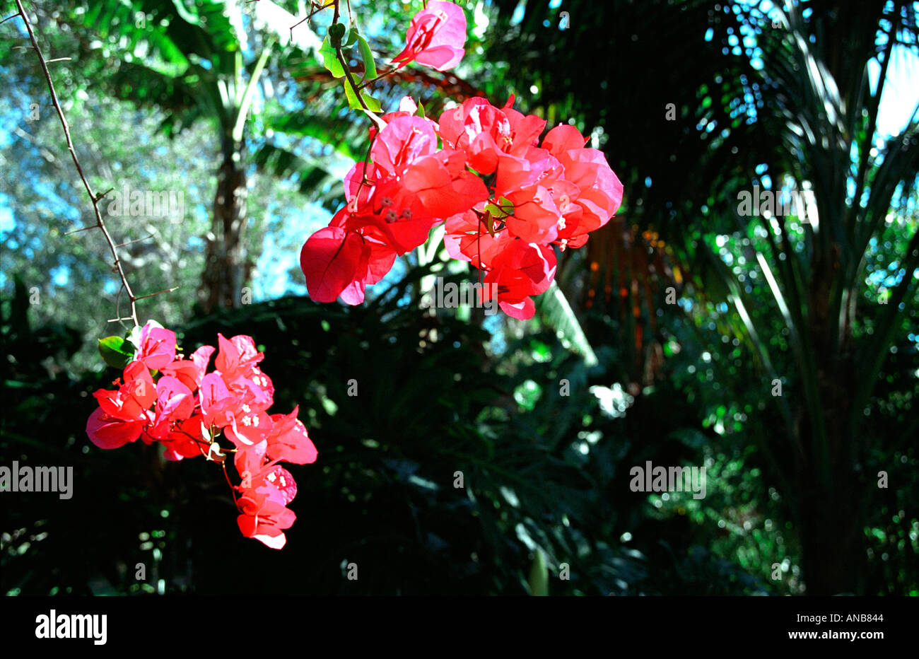 Tropical Red flower Stock Photo - Alamy