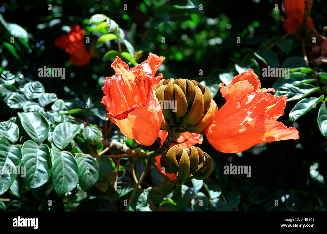 Tropical Orange flower Stock Photo - Alamy