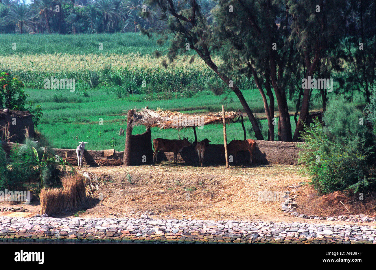 Nile river farming village hi-res stock photography and images - Alamy