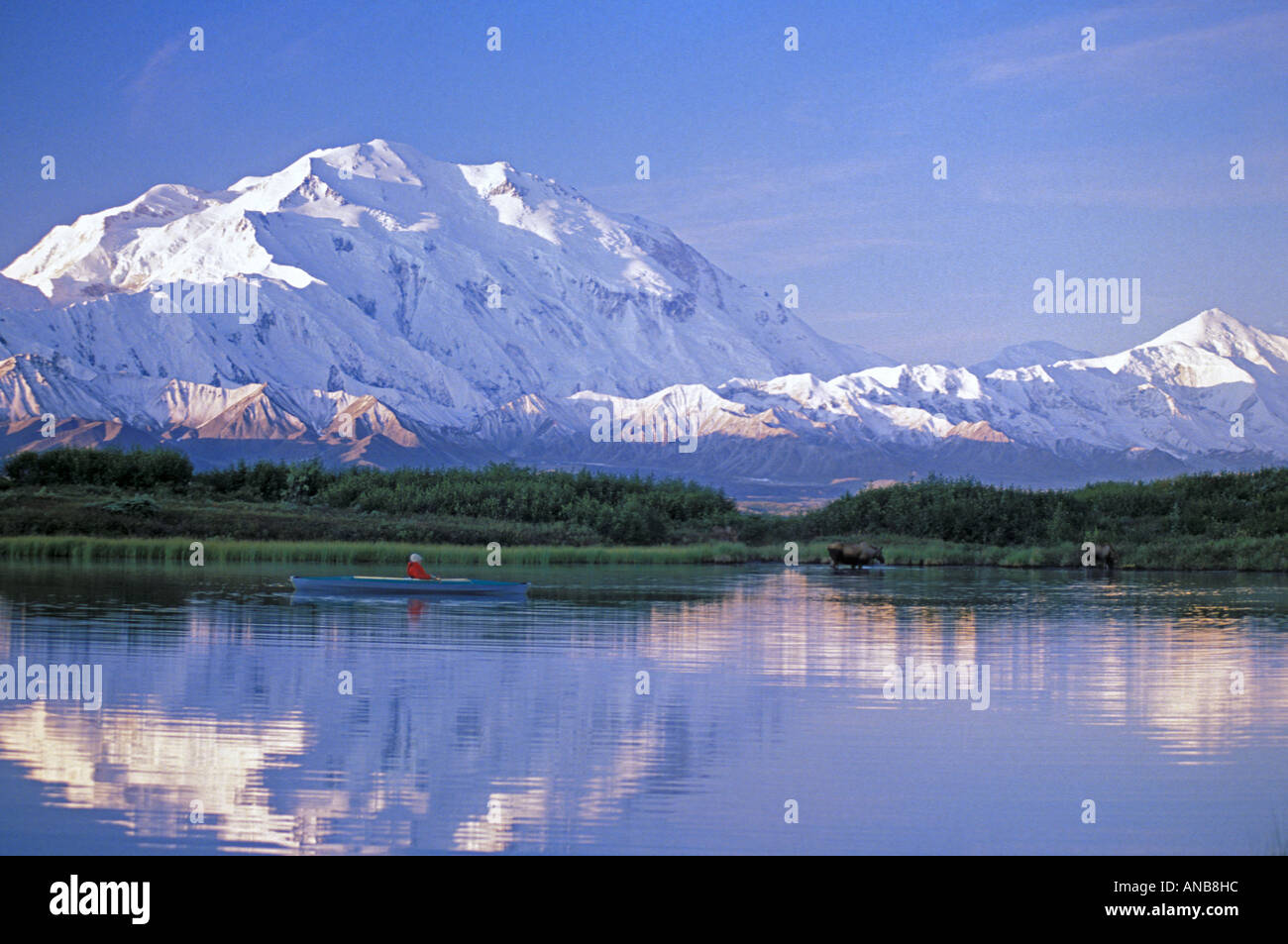 Moose at Reflection Pond in Denali National Park Alaska Stock Photo - Alamy
