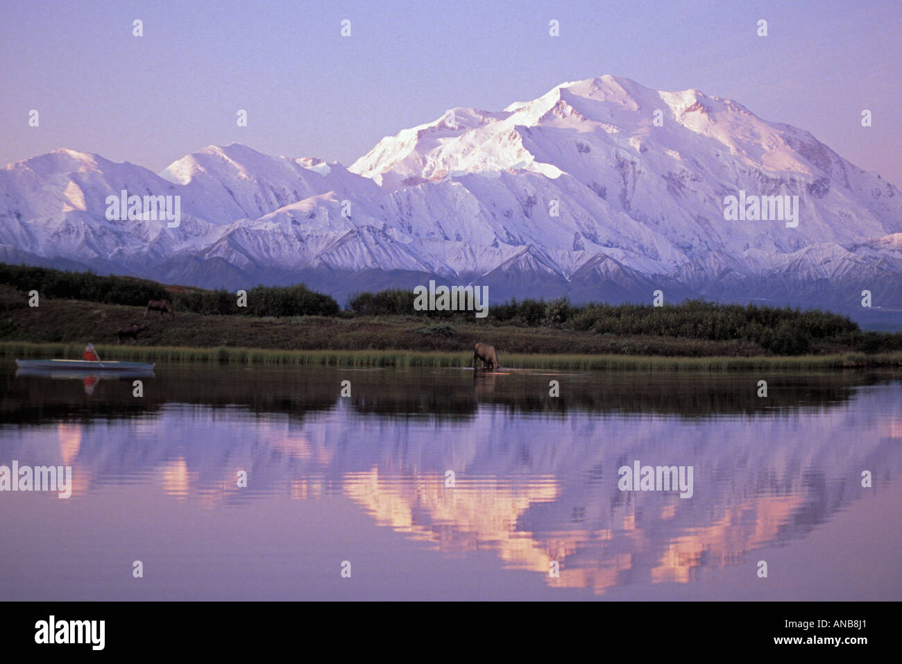Denali national park moose mt. mckinley hi-res stock photography and ...