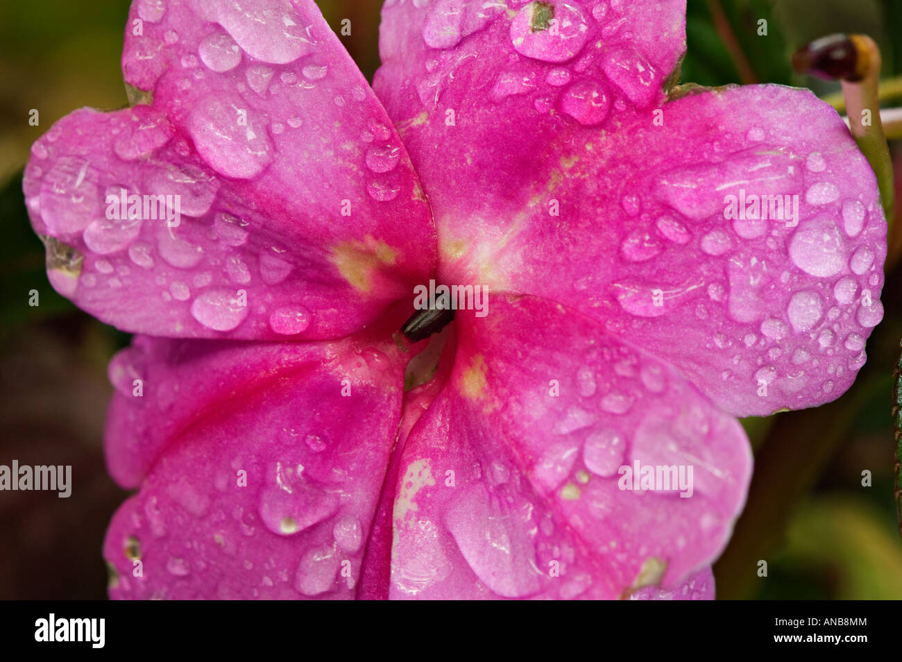 Flower close up Stock Photo - Alamy