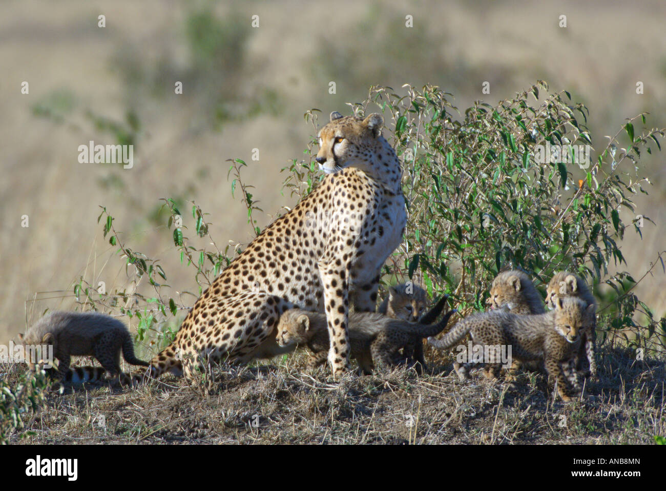 Cheetah (Acinonyx jubatus) with six young cubs milling around Stock ...