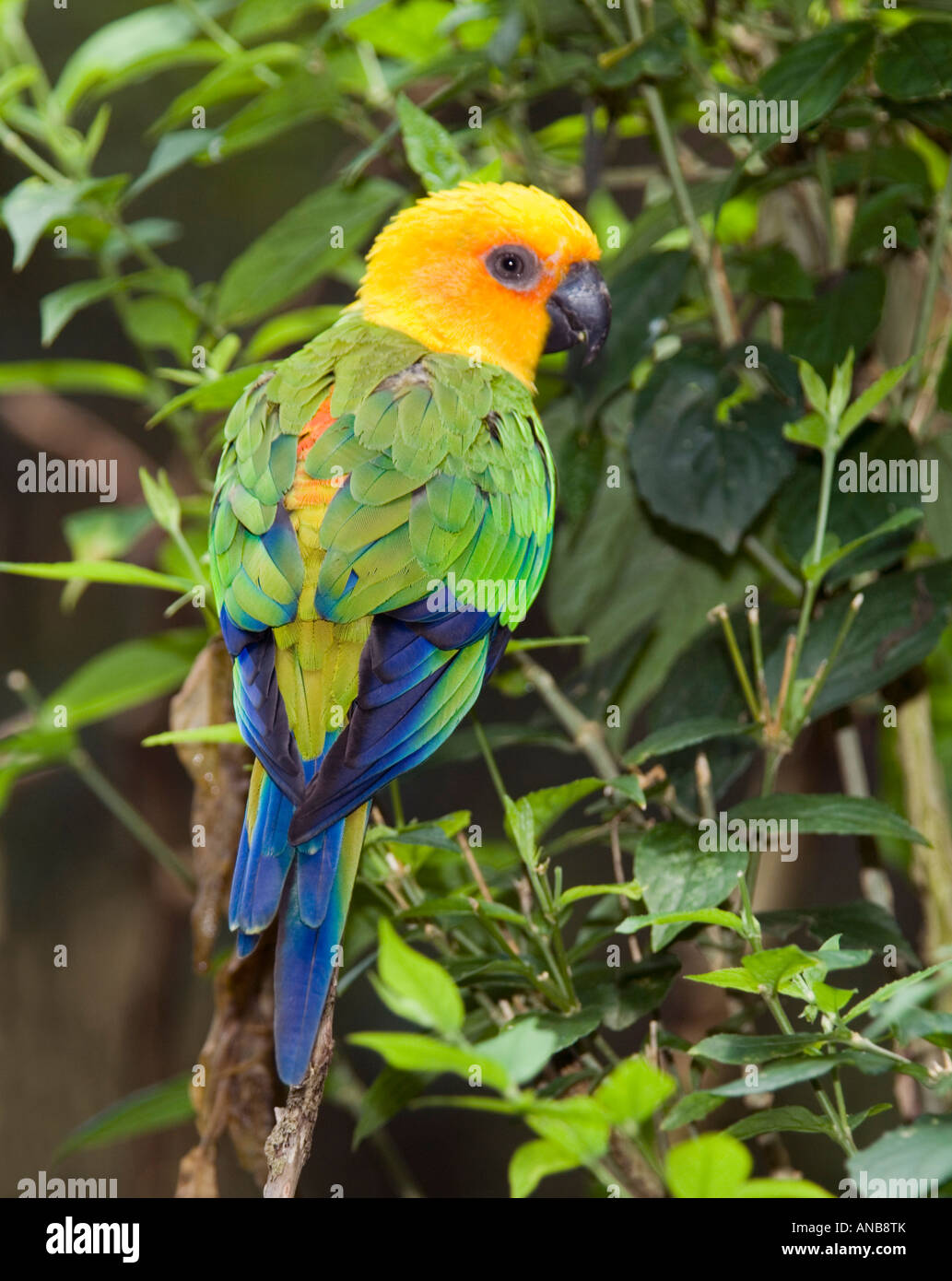 Ara aratinga hi-res stock photography and images - Alamy