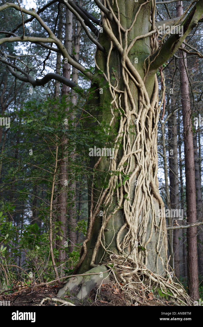 Twisted Tree Vine High Resolution Stock Photography and Images - Alamy
