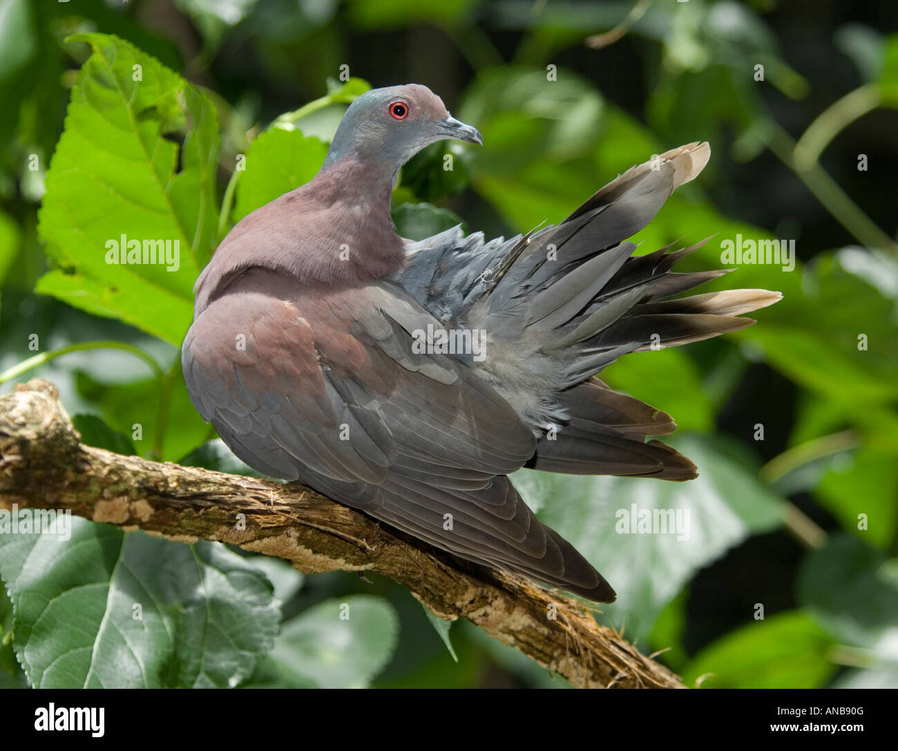 Pale vented Pigeon Patagioenas cayennensis - Captive Stock Photo - Alamy
