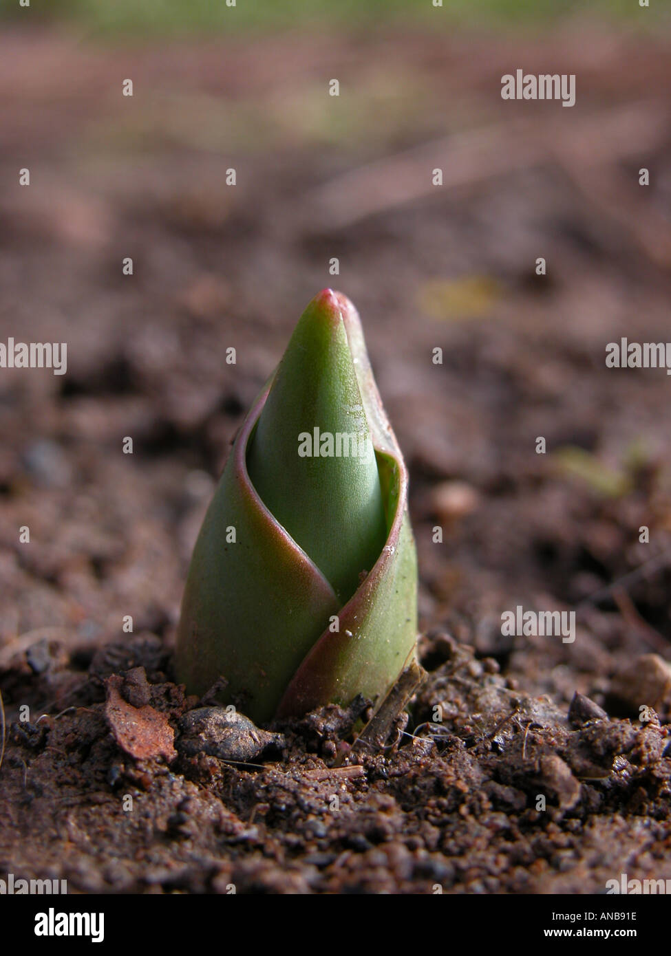 tulip the first sign of spring Stock Photo - Alamy