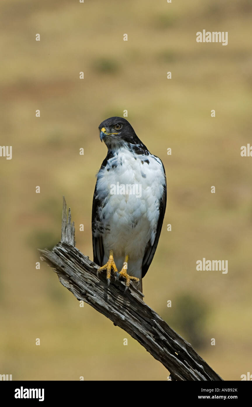 Augur Buzzard (Buteo a. augur Stock Photo - Alamy