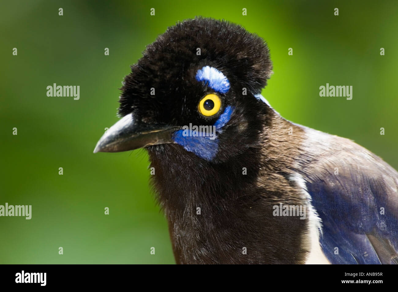 Chrysops hi-res stock photography and images - Alamy