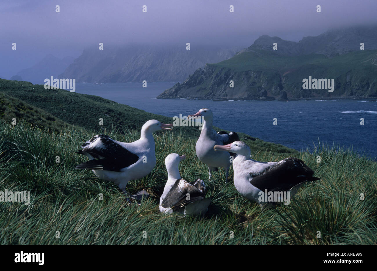 Wandering albatrosses courting hi-res stock photography and images - Alamy