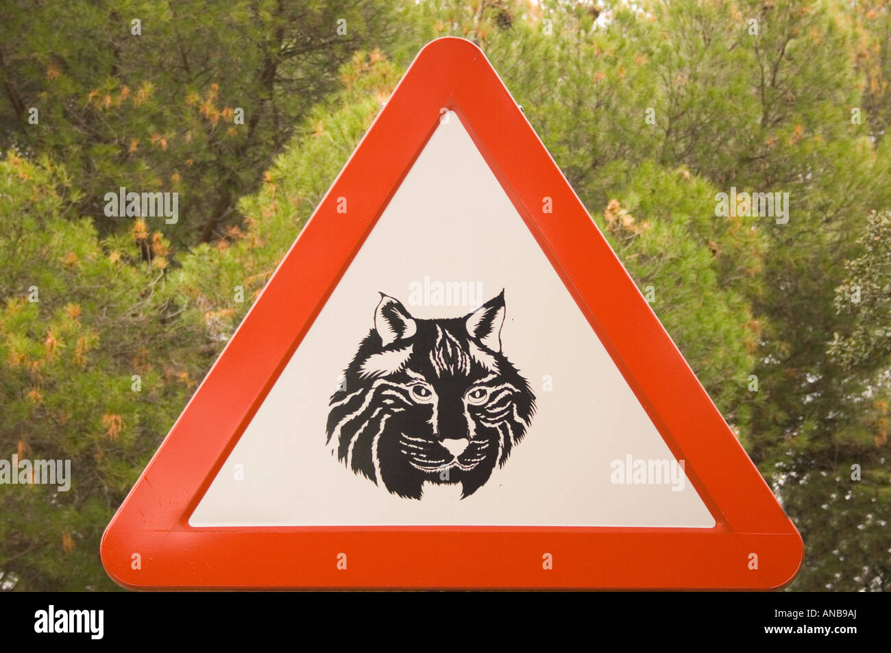 Traffic sign warning of crossing place of wild Lynx in Sierra Morena ...