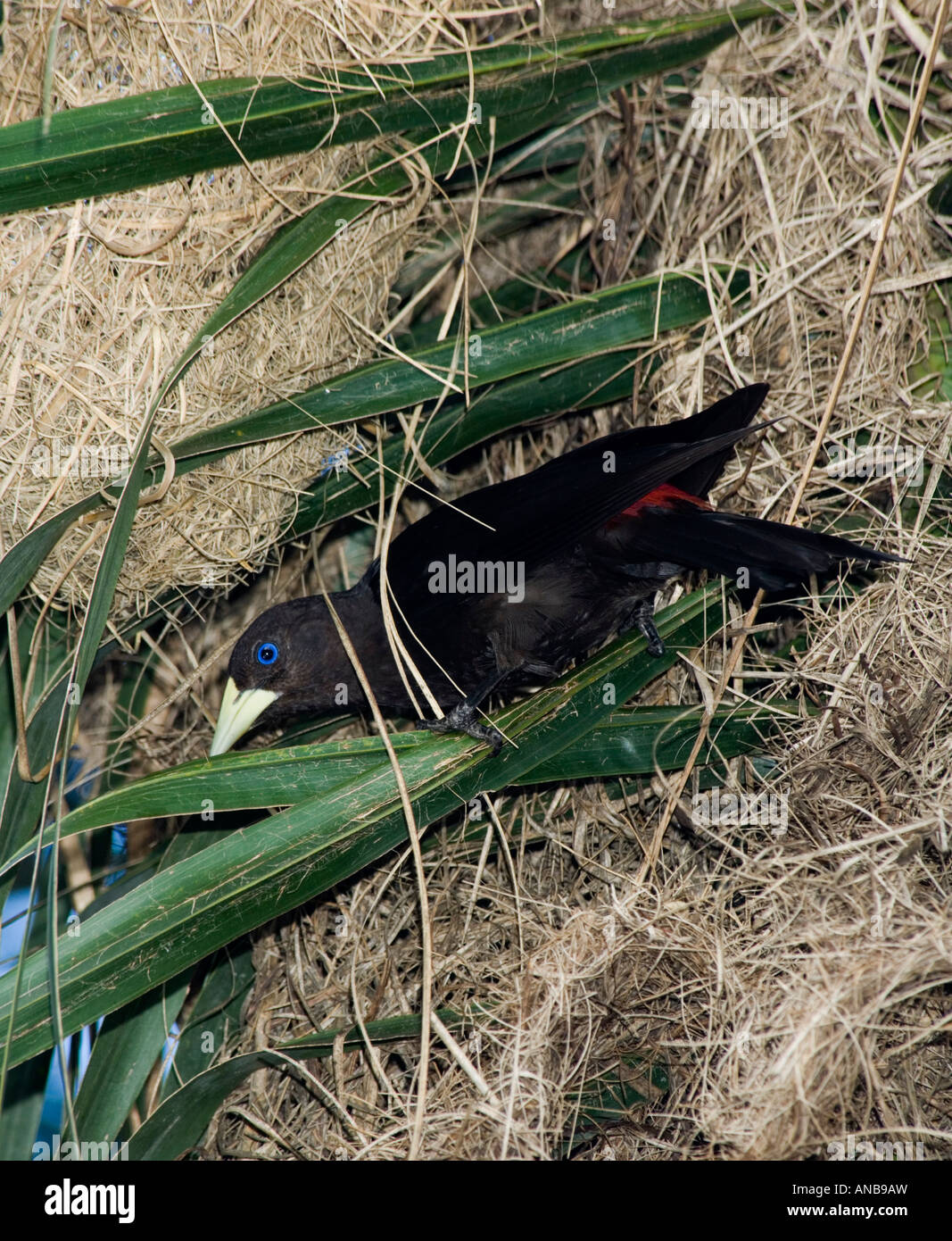 Red-rumped Cacique Cacicus haemorrhous Stock Photo - Alamy