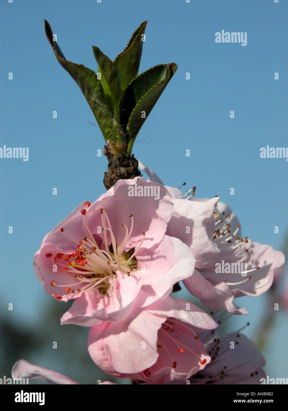 Nectarines blossom hi-res stock photography and images - Alamy