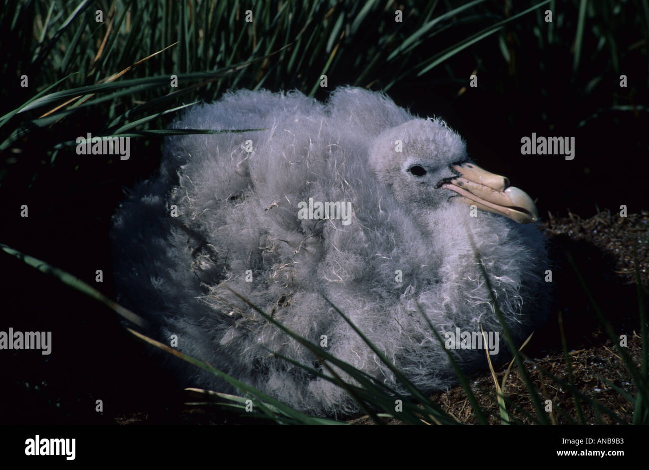 Juvenile wandering albatross chick hi-res stock photography and images ...