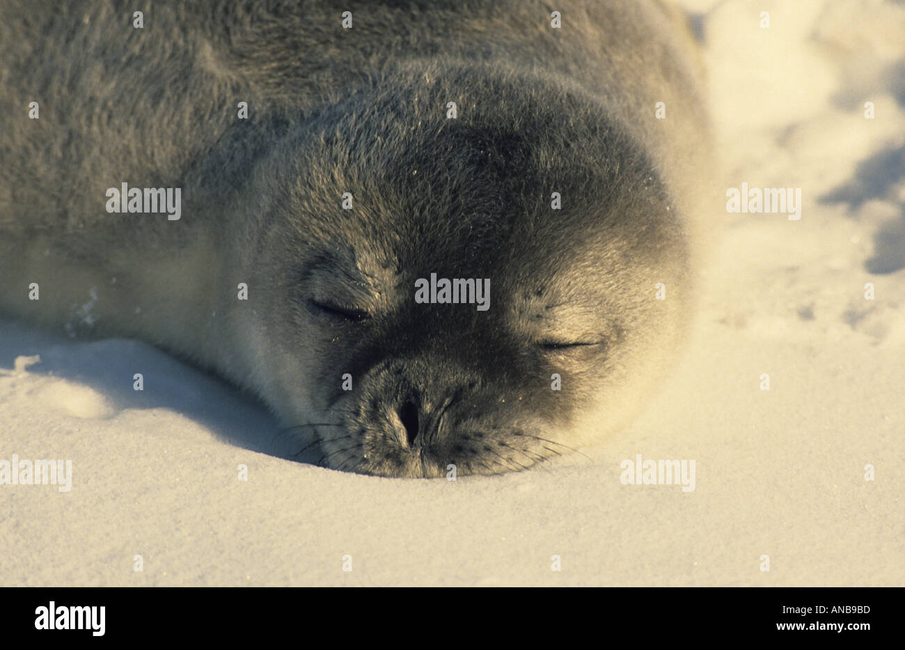 Sleepy seal pup hi-res stock photography and images - Alamy