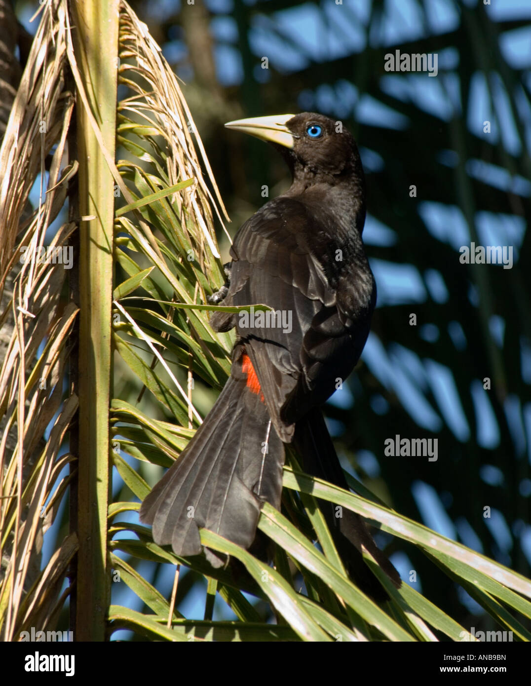 Red-rumped Cacique Cacicus haemorrhous Stock Photo - Alamy