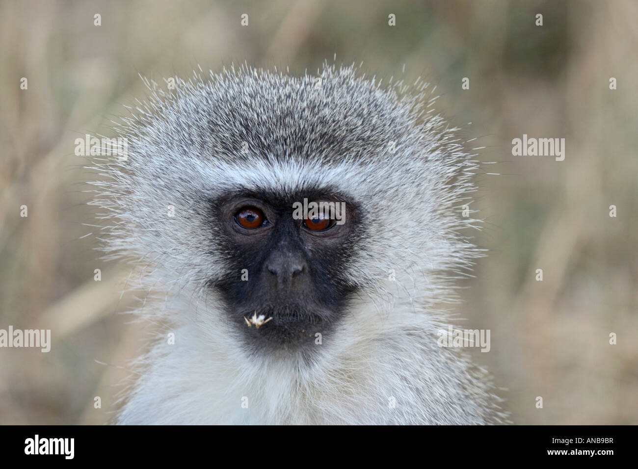 Velvet monkey hi-res stock photography and images - Alamy