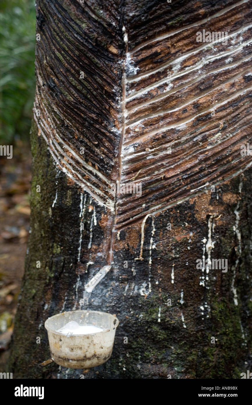 Para rubber tree hi-res stock photography and images - Alamy