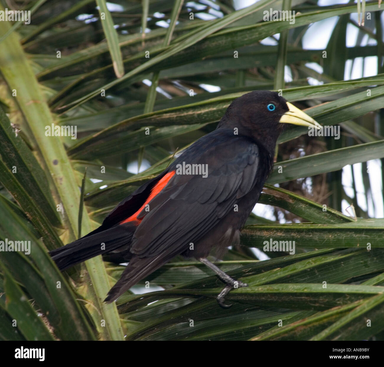 Red-rumped Cacique Cacicus haemorrhous Stock Photo - Alamy