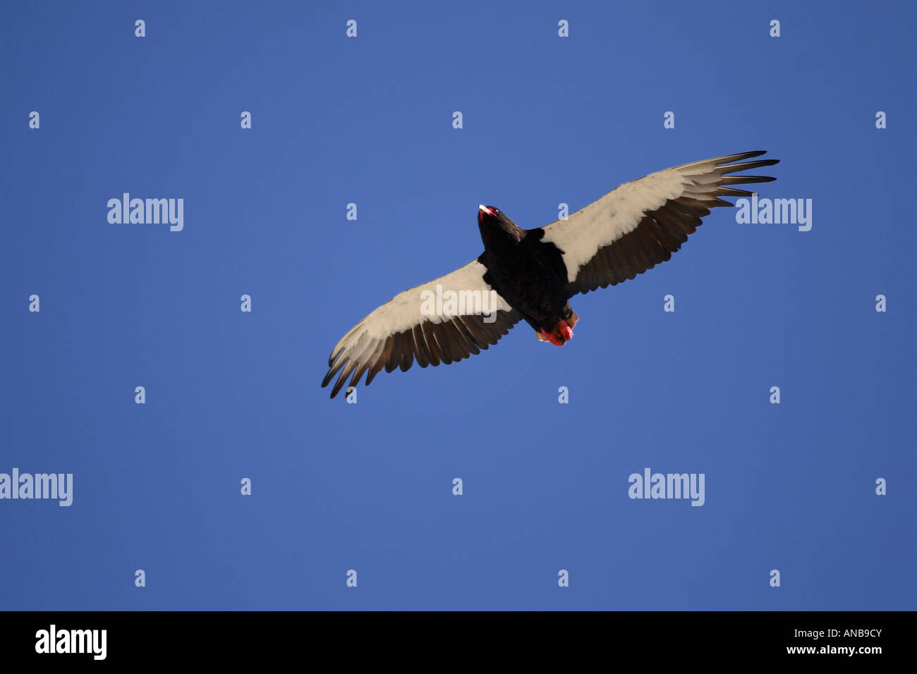 Bateleur eagle in flight Stock Photo - Alamy