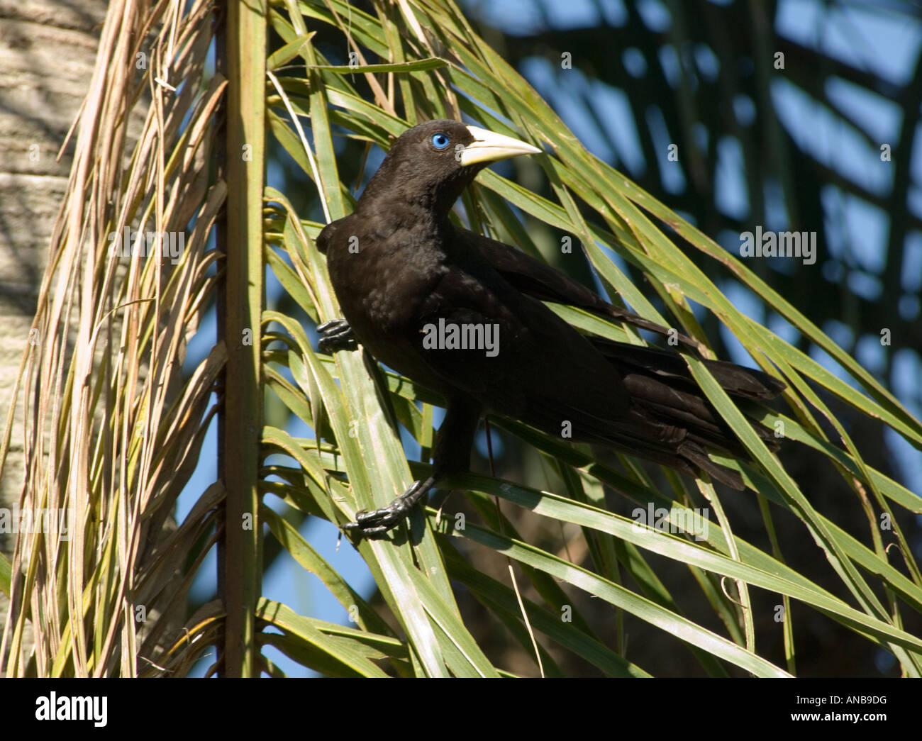 Red-rumped Cacique Cacicus haemorrhous Stock Photo - Alamy