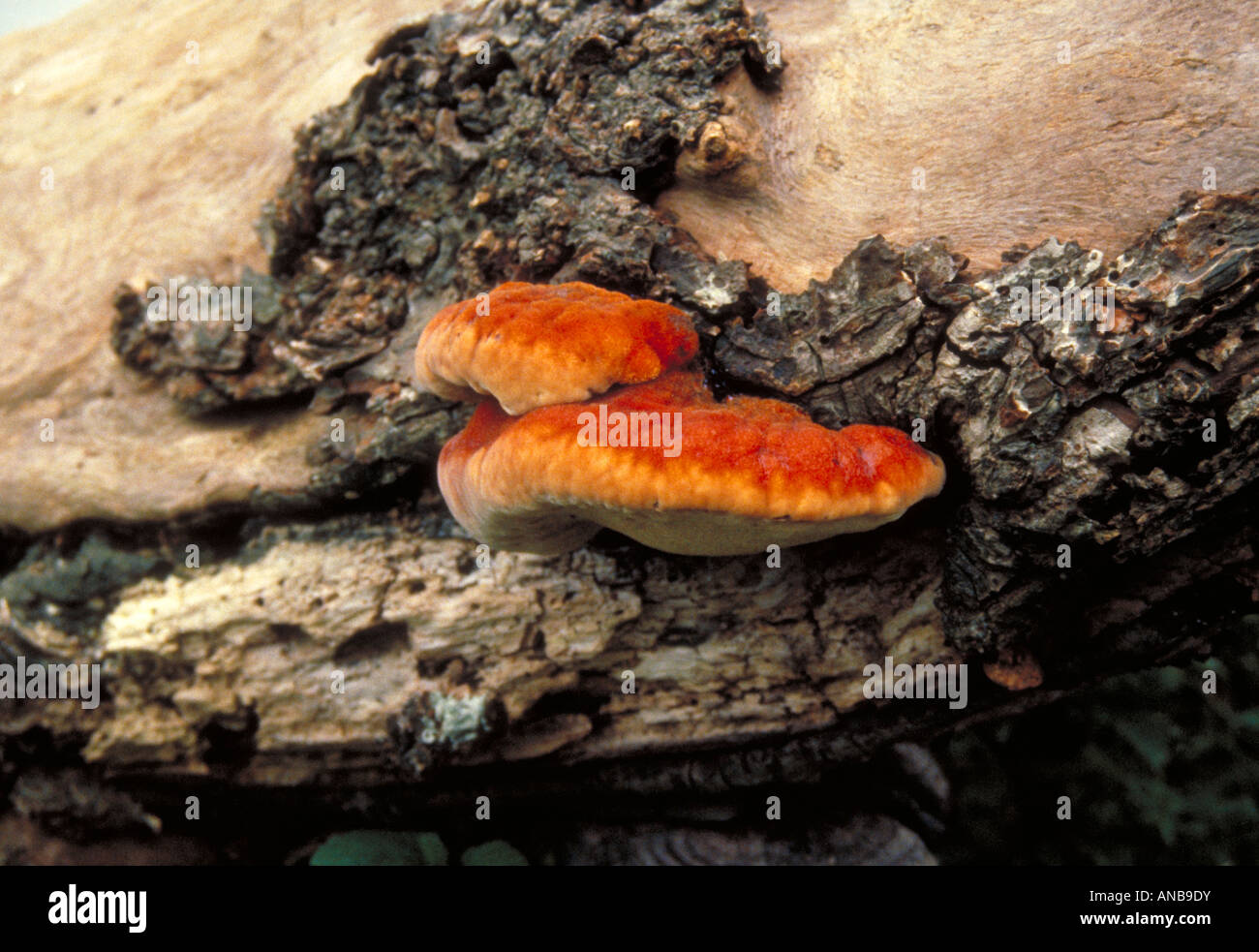 Cinnabar red polypore pycnoporus cinnabarinus hi-res stock photography ...