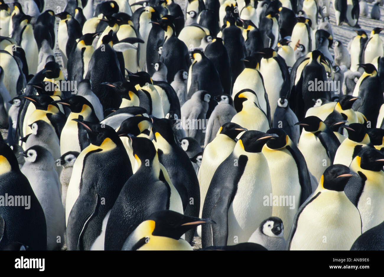 Emperor penguin huddle hi-res stock photography and images - Alamy