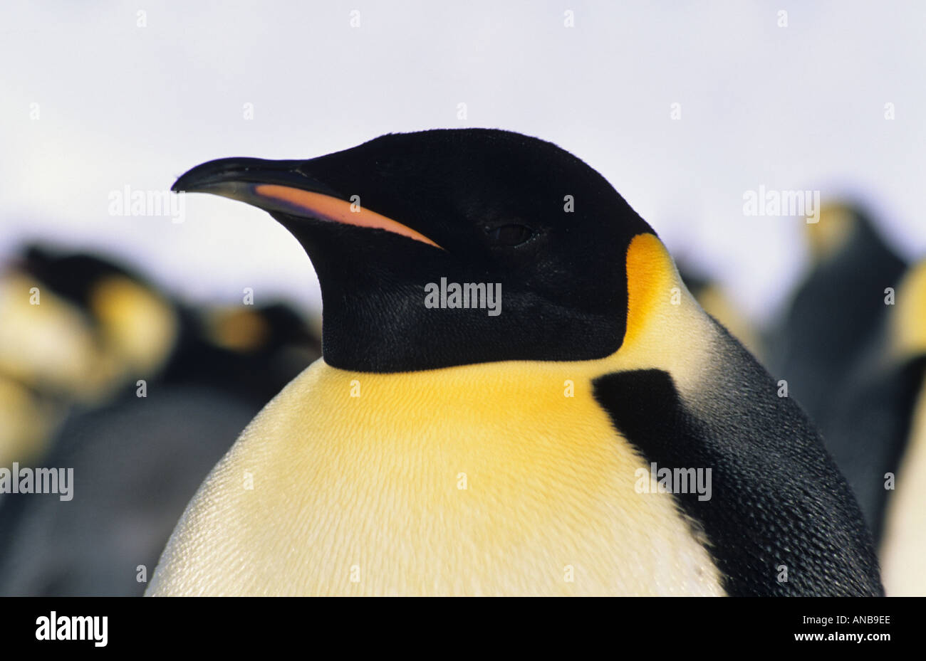 Adult Emperor penguin close up Stock Photo - Alamy
