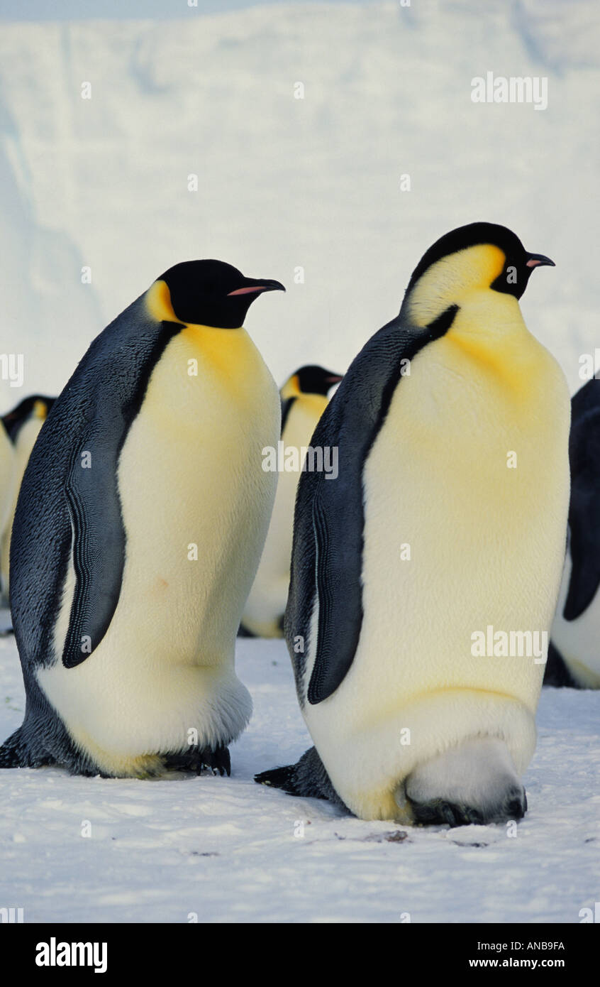 Emperor penguin chick hiding hi-res stock photography and images - Alamy