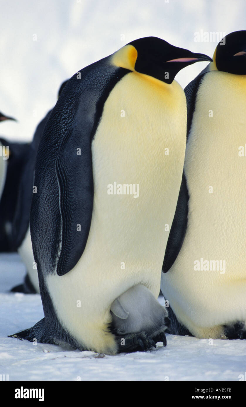Emperor penguin chick feet hi-res stock photography and images - Alamy