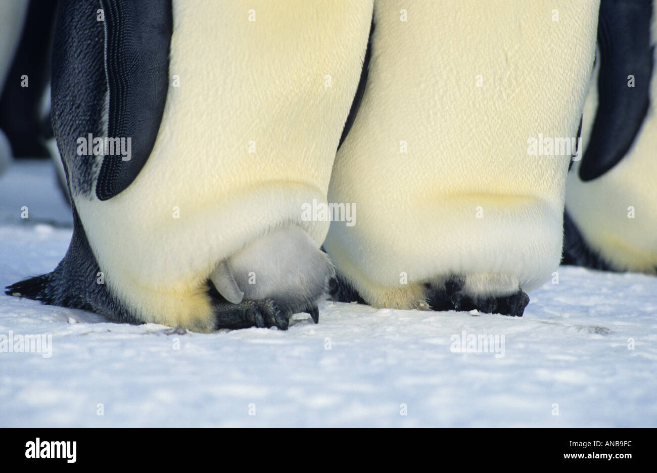 Emperor penguins with chick on feet (head hidden Stock Photo - Alamy