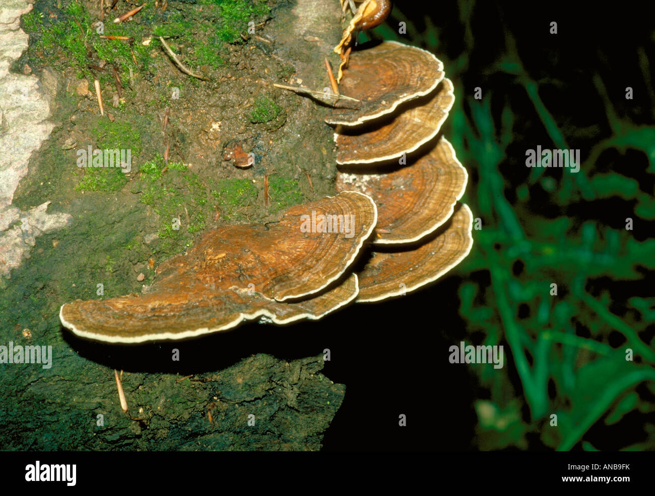 Birch Mazegill, Lenzites betulinus (betulina), Polyporaceae Stock Photo ...
