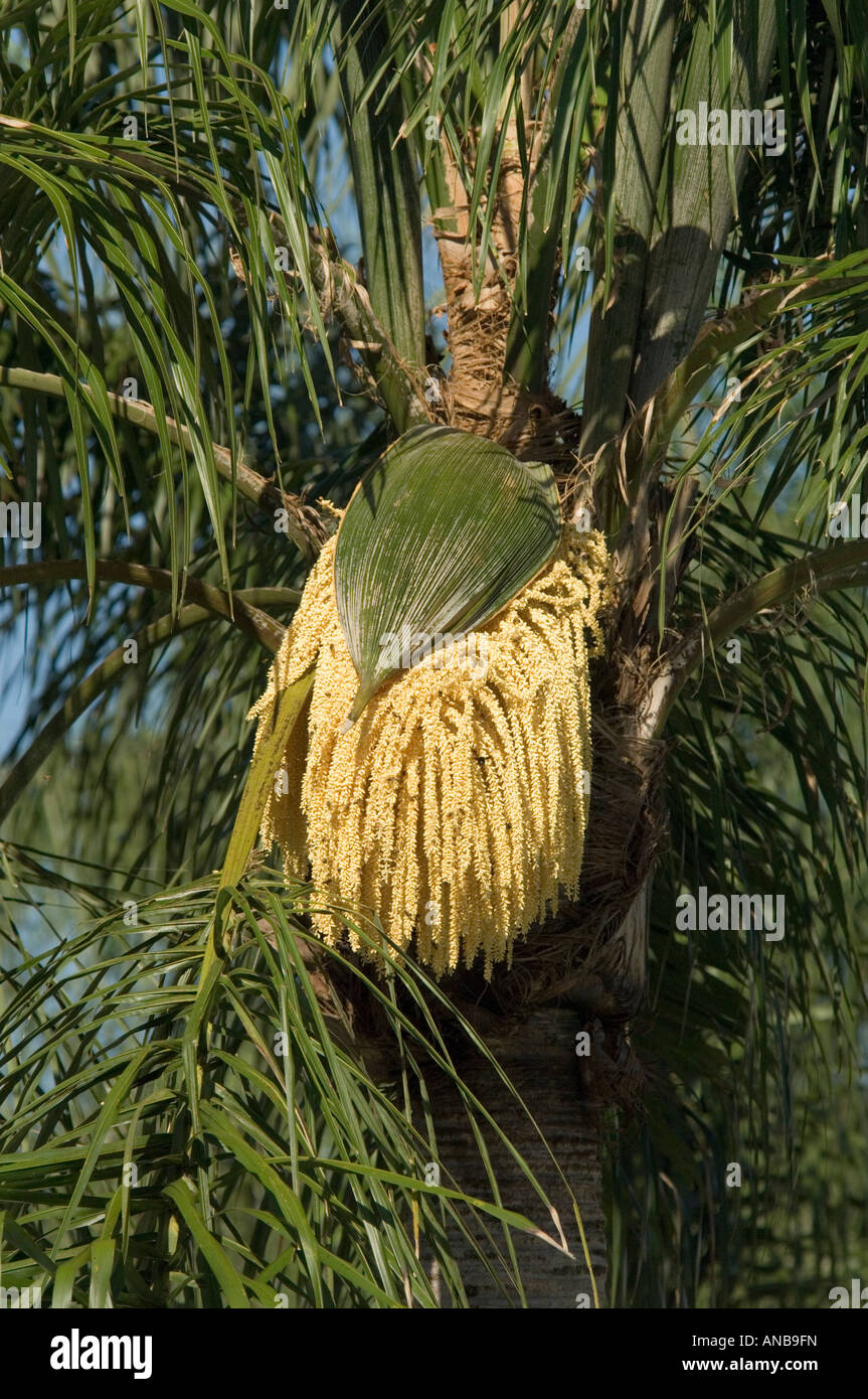 Fruiting Palm-tree Parana Brazil Stock Photo - Alamy
