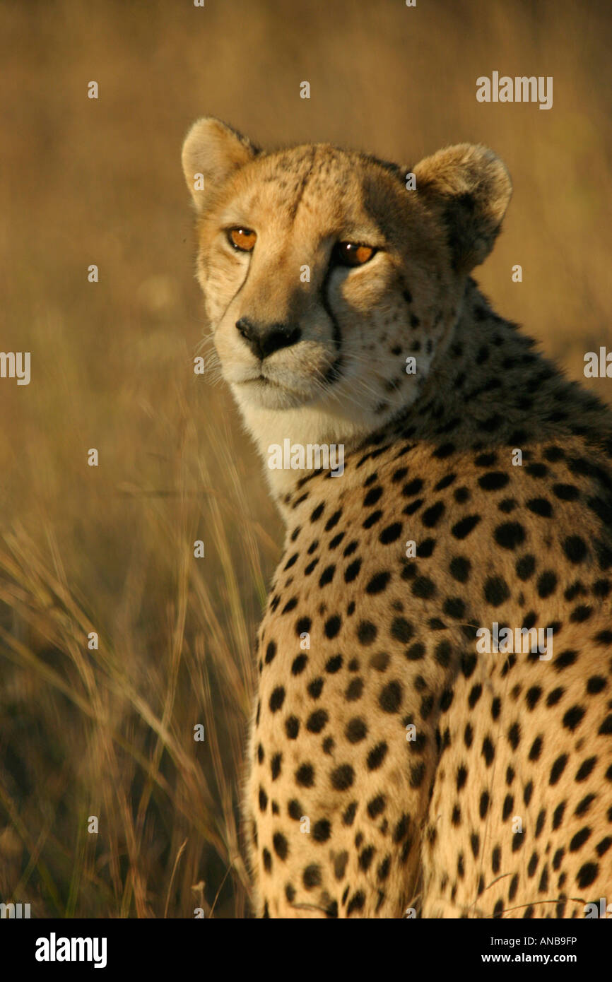 Portrait of a cheetah looking back over its shoulder Stock Photo - Alamy