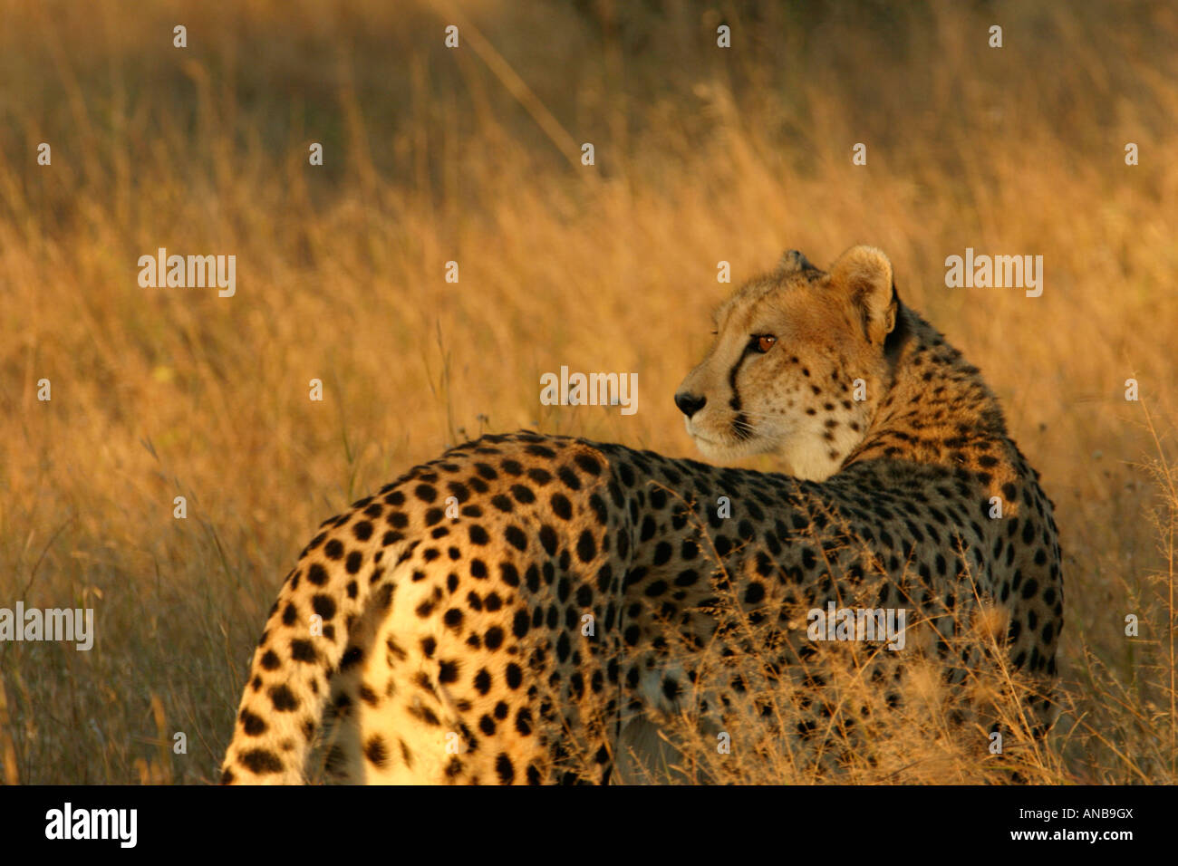 Portrait of a cheetah looking back over its shoulder Stock Photo - Alamy