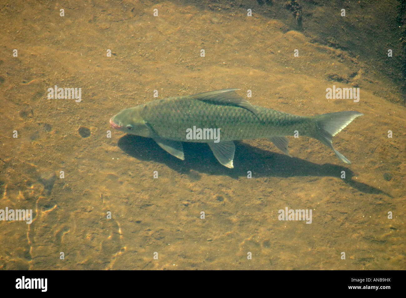 Yellowfish hi-res stock photography and images - Alamy