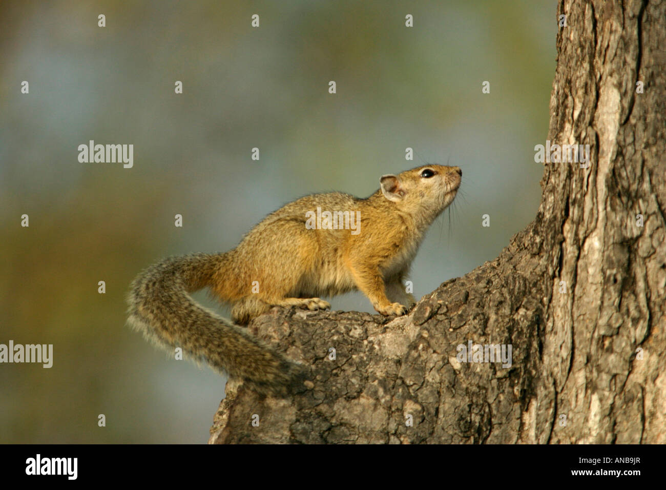 Tree squirrel in a tree Stock Photo - Alamy