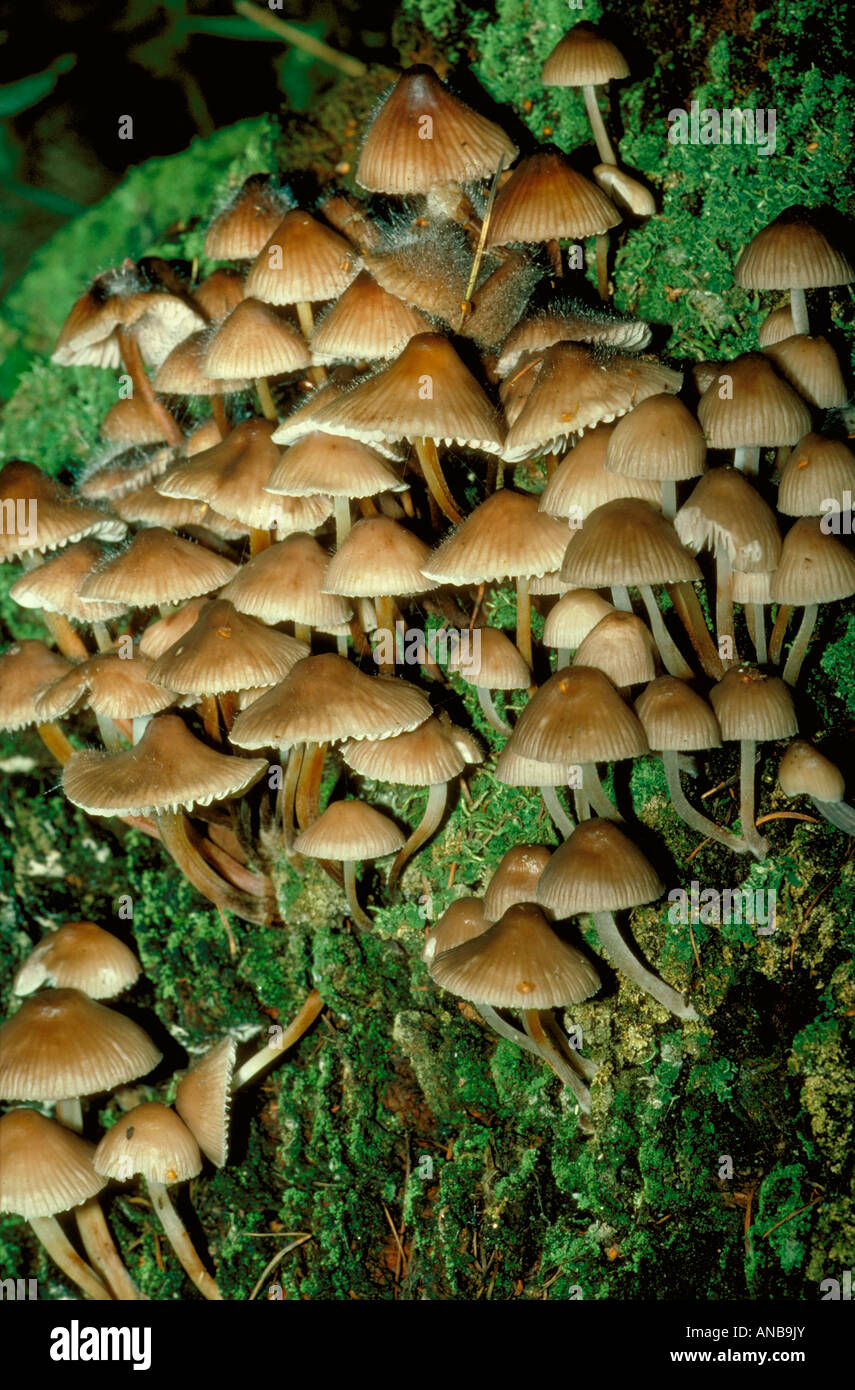 Clustered Bonnets, Mycena inclinata, Mycenaceae Stock Photo - Alamy