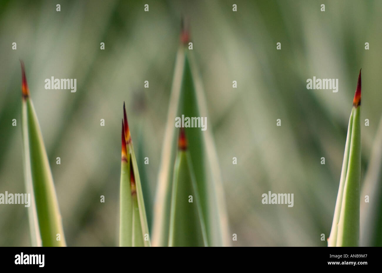 Blunt or sharp tipped hi-res stock photography and images - Alamy