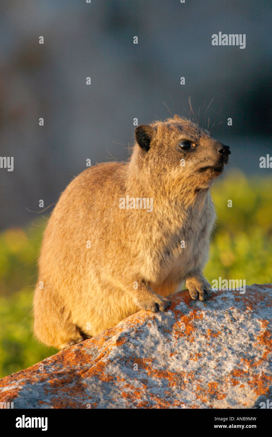 Rock hyrax hi-res stock photography and images - Alamy