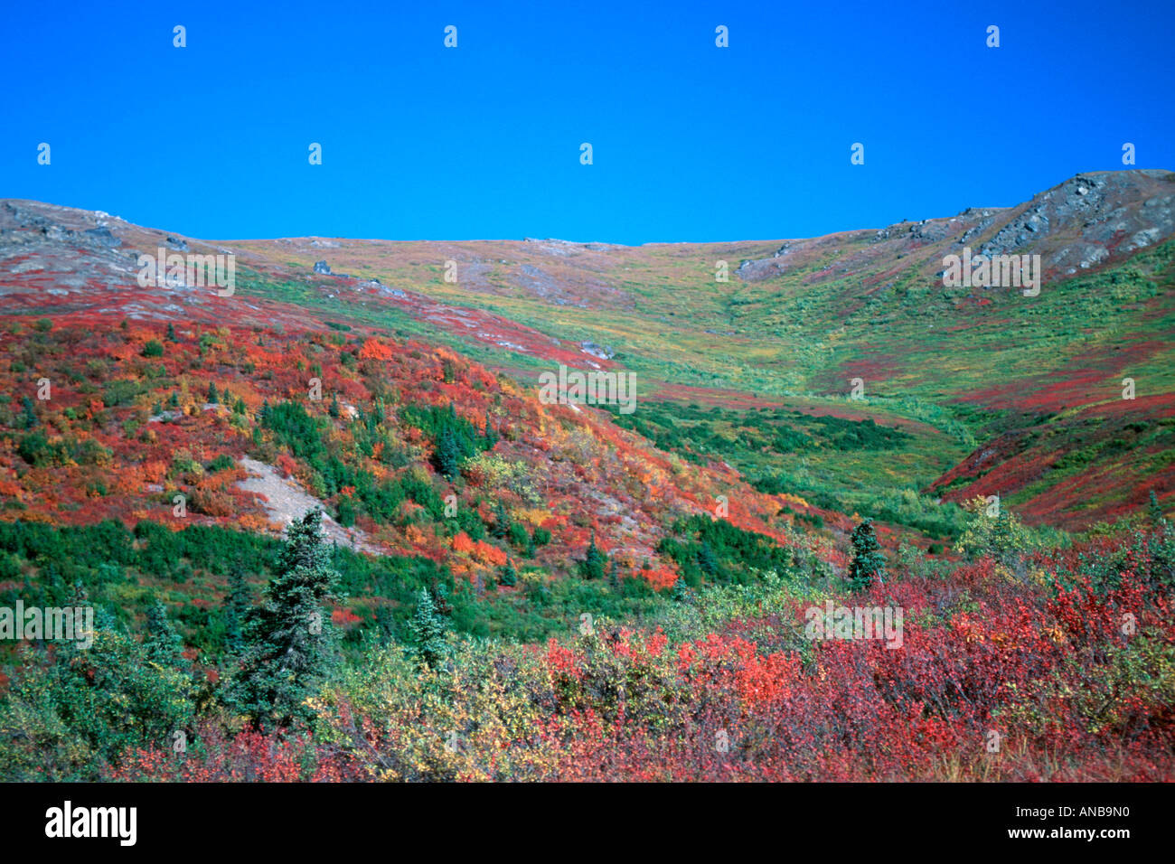 Fall Colors in Denali National Park Stock Photo - Alamy