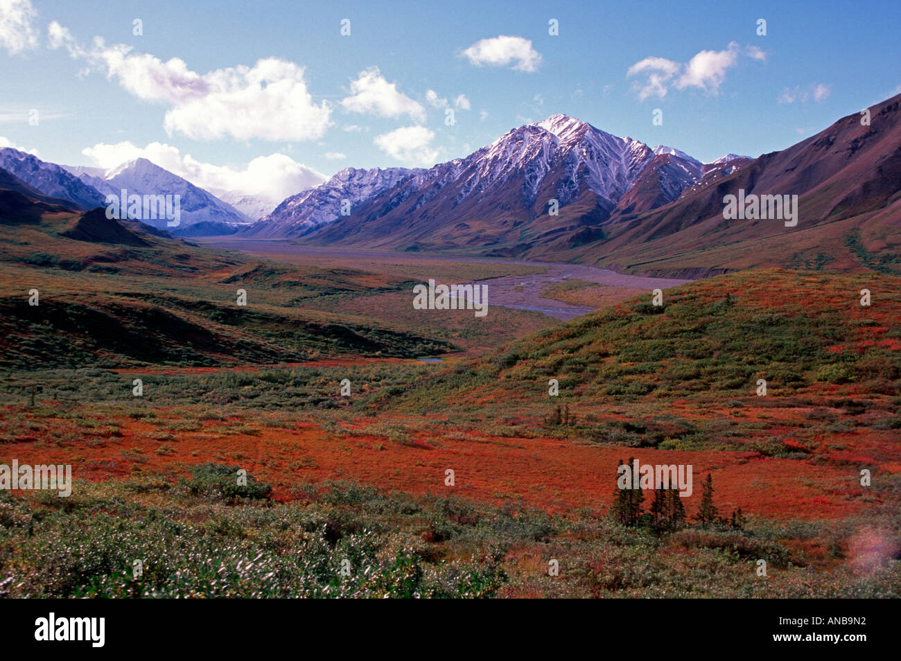 Fall Colors in Denali National Park Stock Photo - Alamy