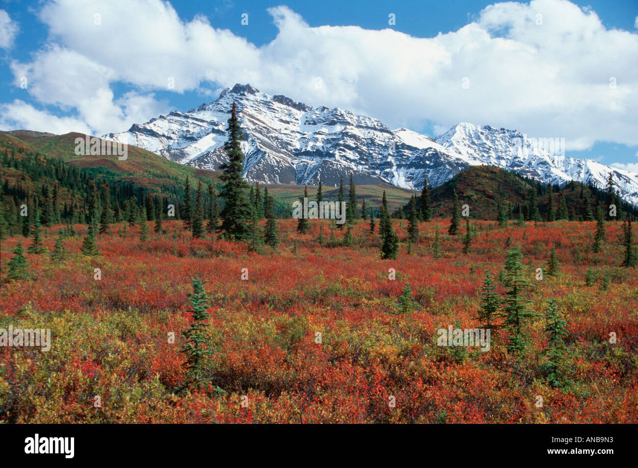 Fall Colors in Denali National Park Stock Photo - Alamy