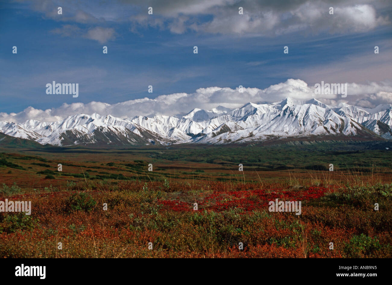 Fall Colors in Denali National Park Stock Photo - Alamy