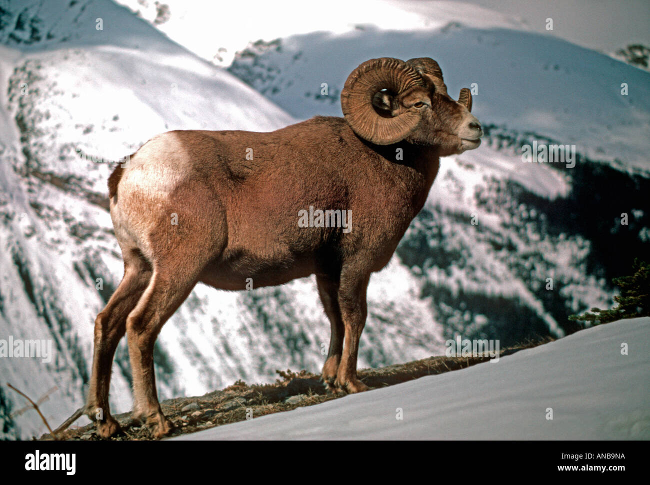 Rocky Mountain Bighorn Sheep Stock Photo - Alamy
