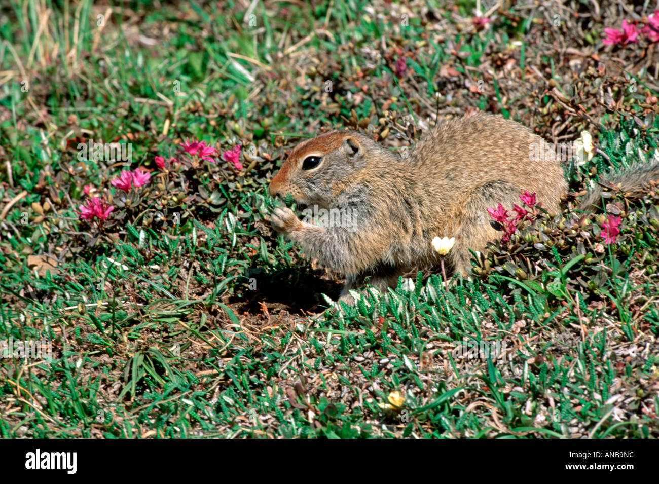 Arctic Ground Squirrel in Denali National Park Alaska Stock Photo - Alamy