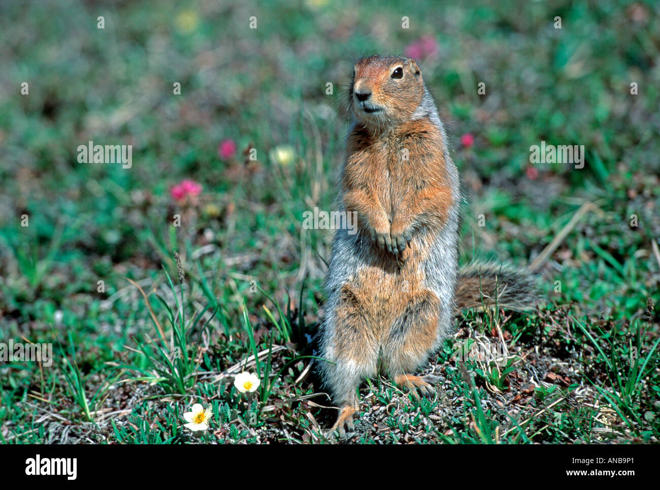 Alaskan ground squirrel hi-res stock photography and images - Alamy