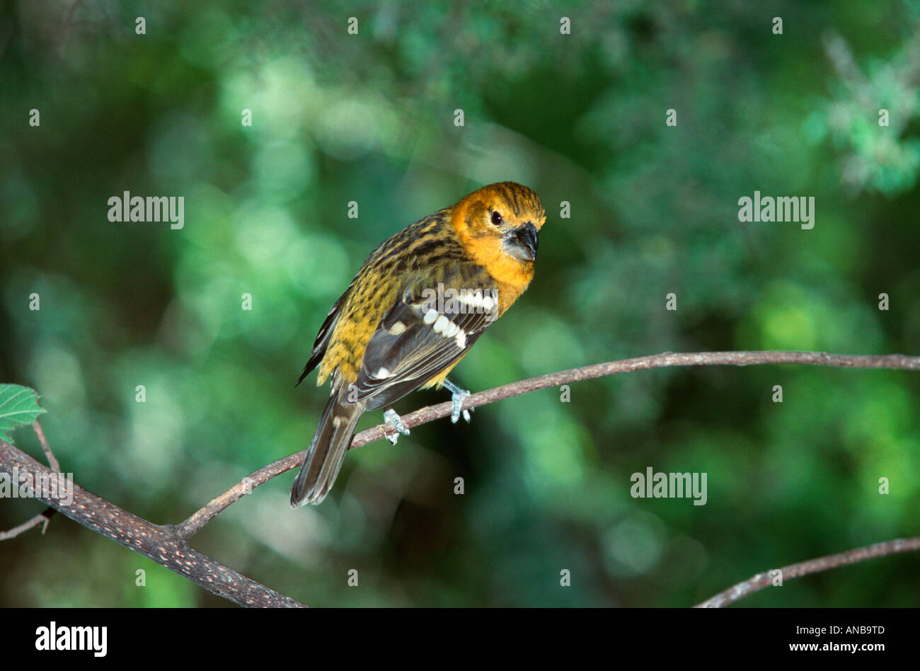 American Goldfinch in Arizona Sonora Desert Museum Stock Photo - Alamy